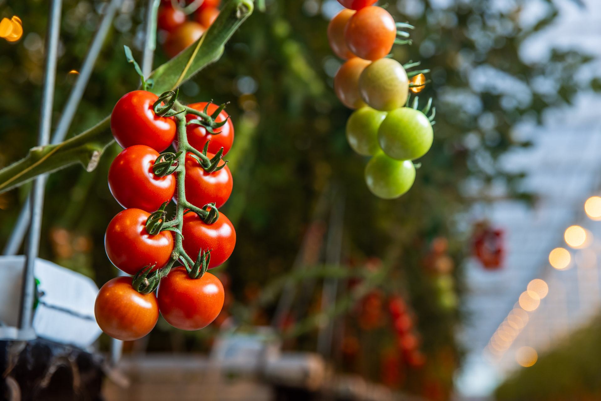 Products - Agro Care Growers